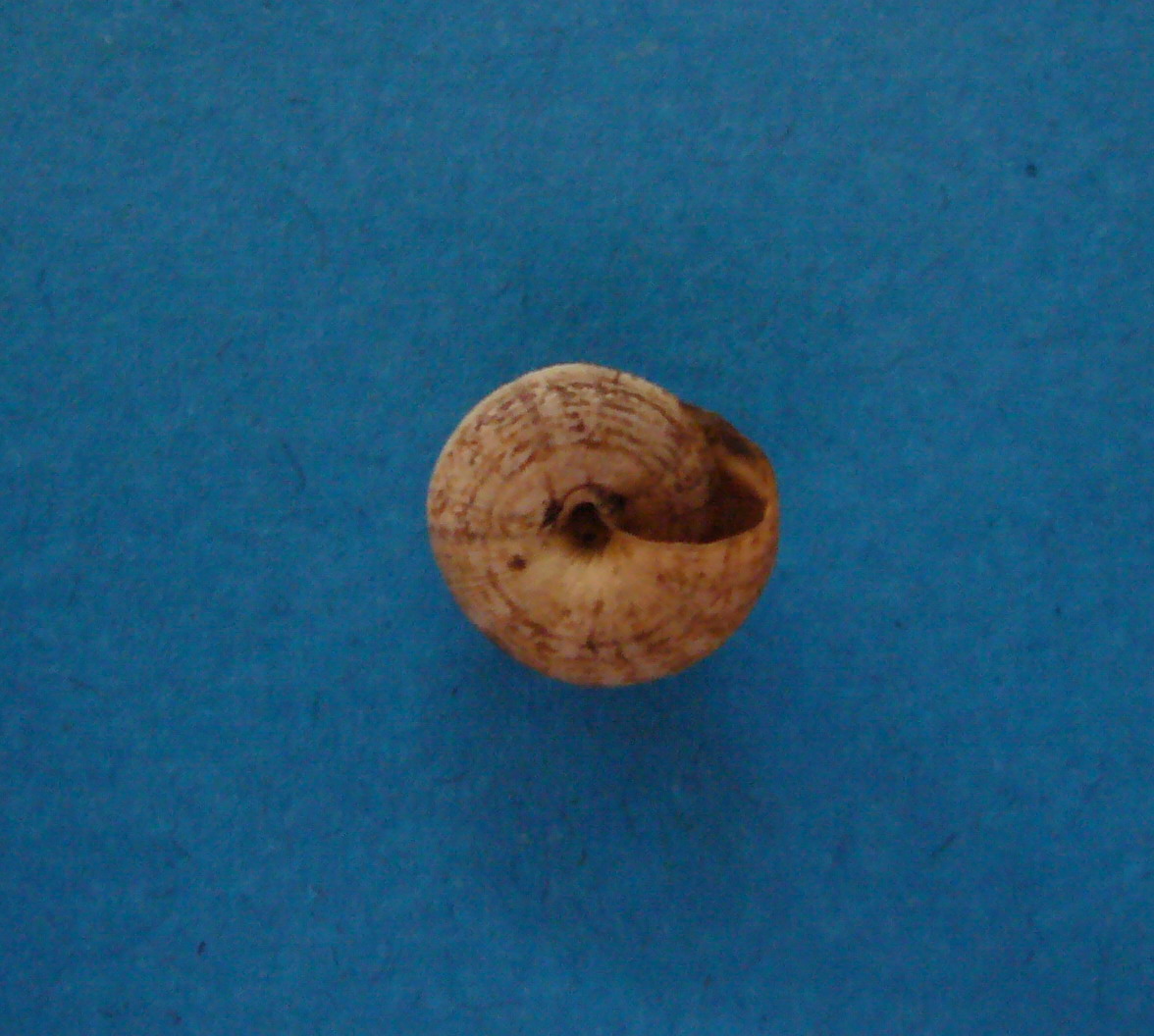 Trochoidea (Trochoidea) pyramidata (Draparnaud, 1805) , Natura ...