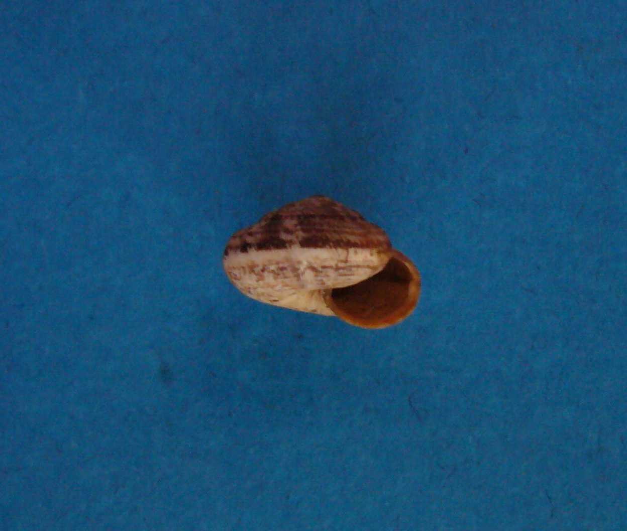 Trochoidea (Trochoidea) pyramidata (Draparnaud, 1805) , Natura ...