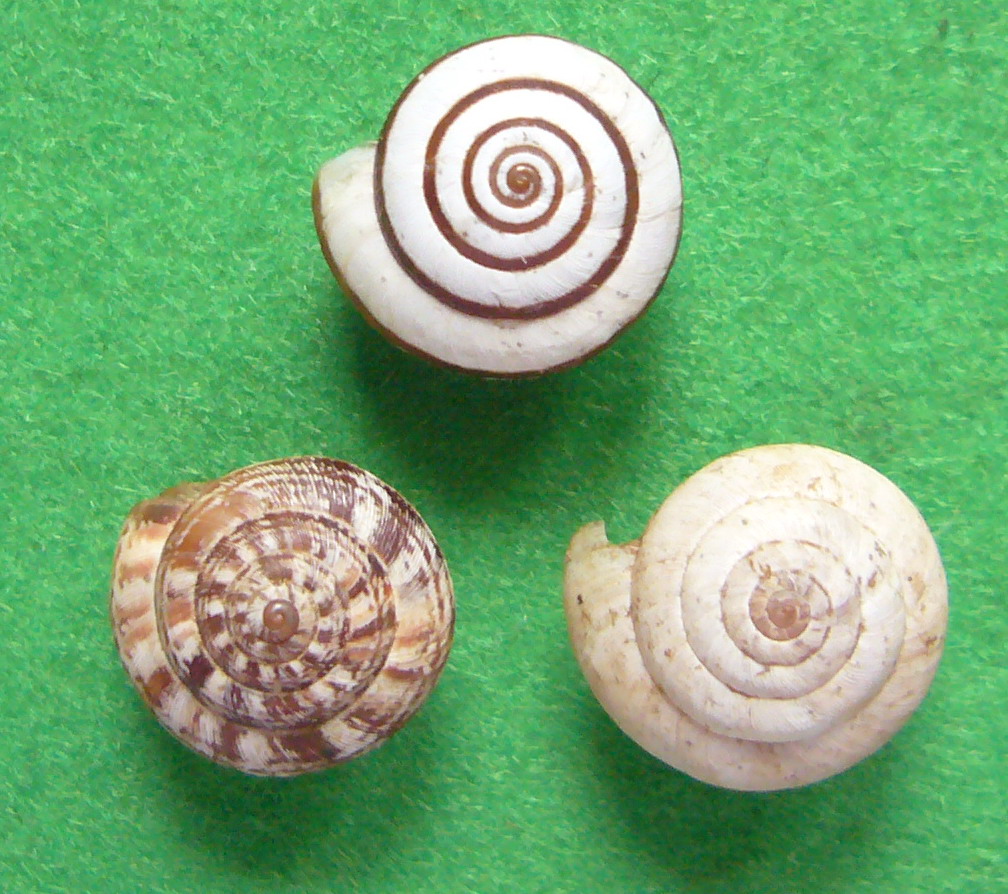 Trochoidea (Trochoidea) pyramidata (Draparnaud, 1805) , Natura ...
