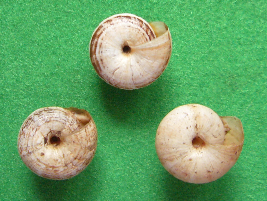Trochoidea (Trochoidea) pyramidata (Draparnaud, 1805) , Natura ...