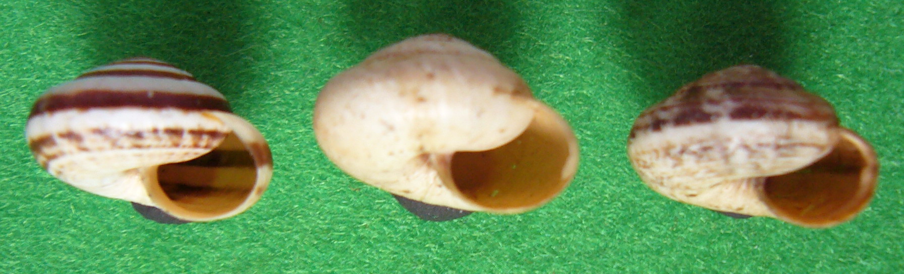 Trochoidea (Trochoidea) pyramidata (Draparnaud, 1805) , Natura ...