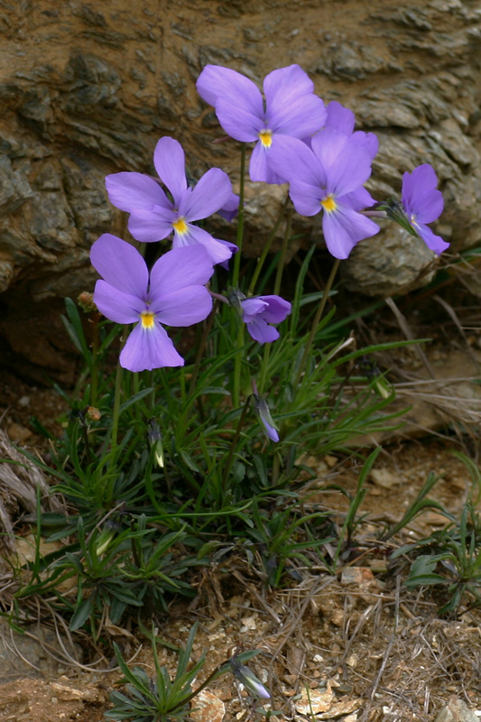 Viola bertolonii Pio (endemismo ligure) / Viola di Bertoloni , Natura ...
