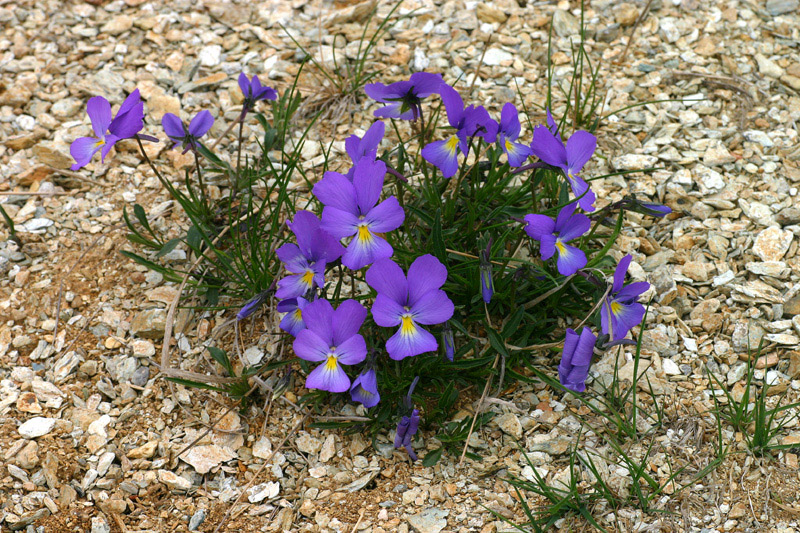 Viola bertolonii Pio (endemismo ligure) / Viola di Bertoloni , Natura ...
