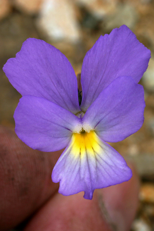 Viola bertolonii Pio (endemismo ligure) / Viola di Bertoloni , Natura ...