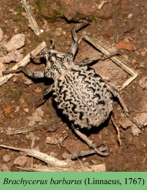 Ritratti (8°): Brachycerus albidentatus , Natura Mediterraneo | Forum ...