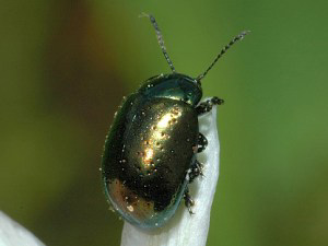 COLEOTTERI NEL FORUM - Chrysomelidae: Gen. Chrysolina , Natura ...