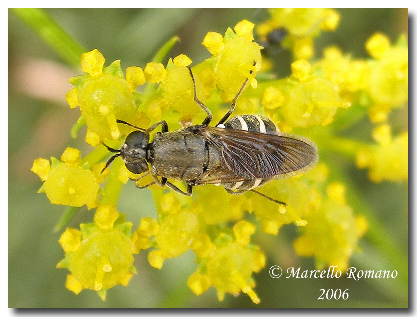 Stratiomys sp. , Natura Mediterraneo | Forum Naturalistico