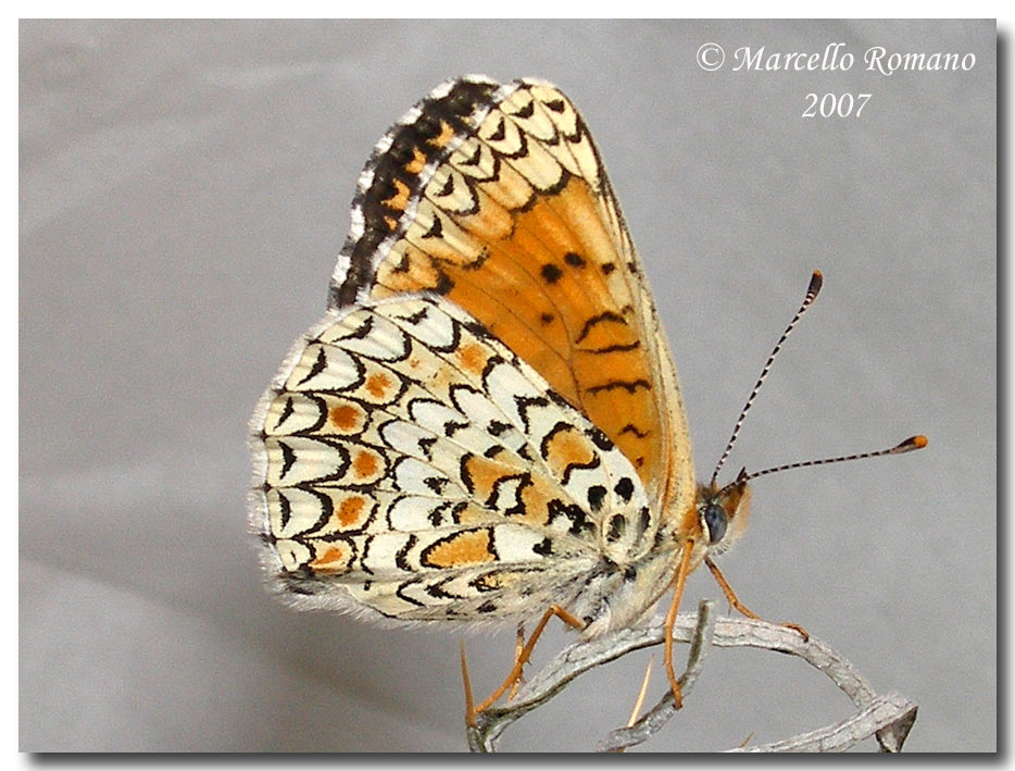Bruco e crisalide di Melitaea ornata (Lepid., Nymphalidae) , Natura ...