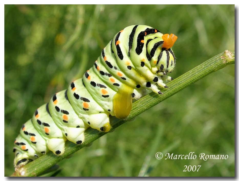 Strategie di difesa: osmeterium del bruco di Papilio machaon , Natura ...