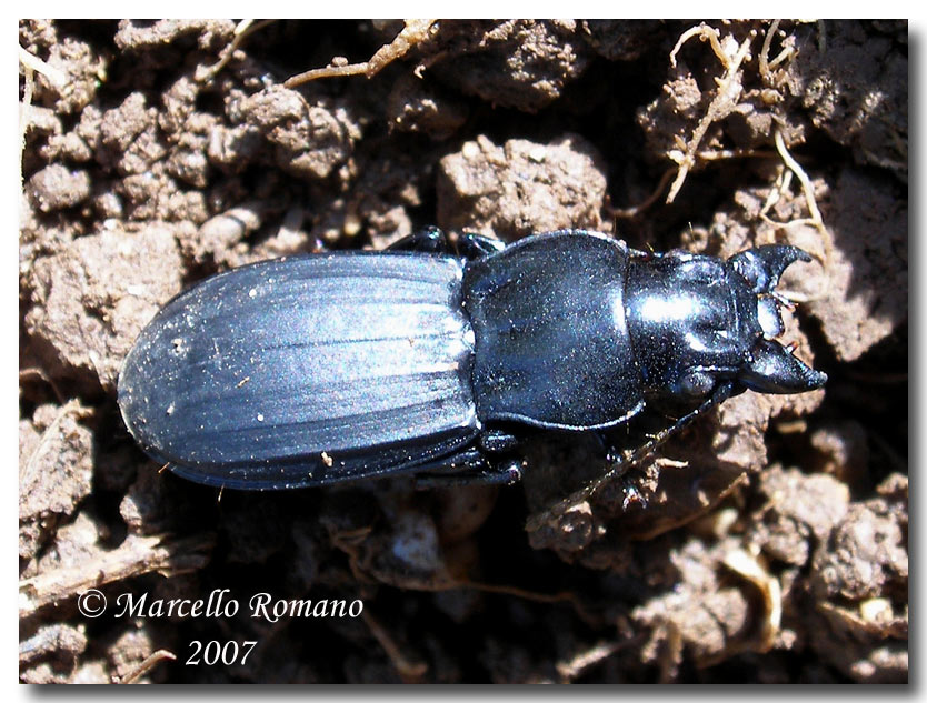 I Percus siciliani: P. lineatus e P. corrugatus (Carabidae) , Natura ...