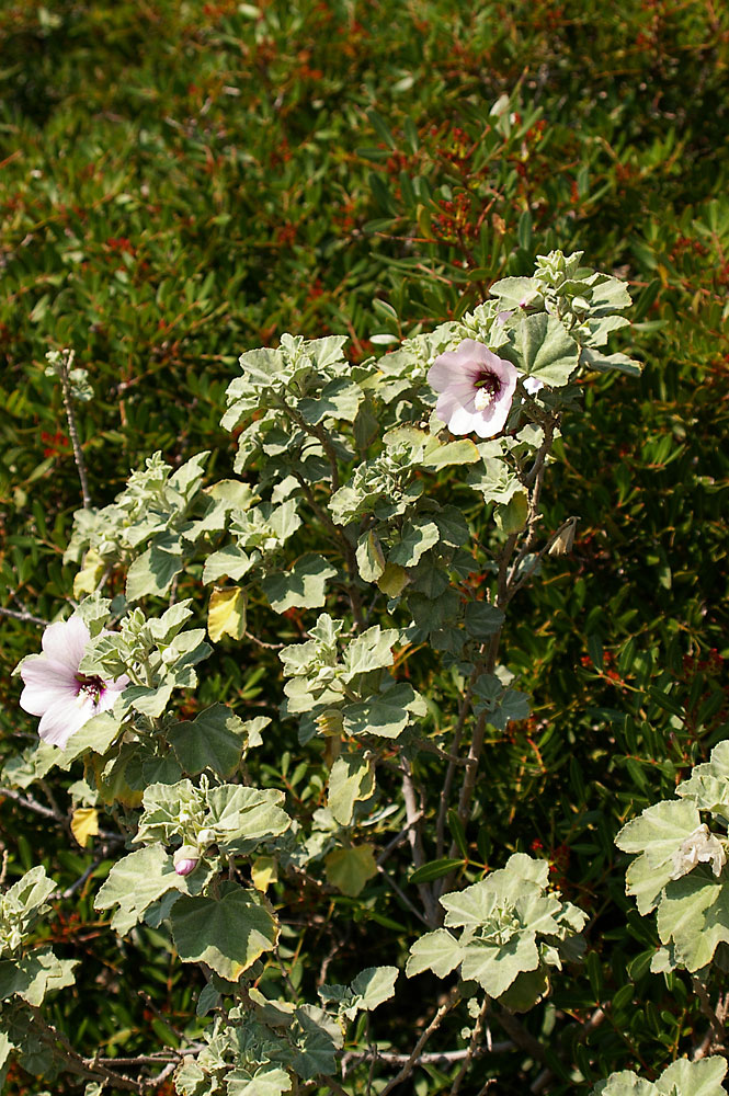 Malva subovata (=Lavatera maritima) / Malvone delle rupi , Natura ...