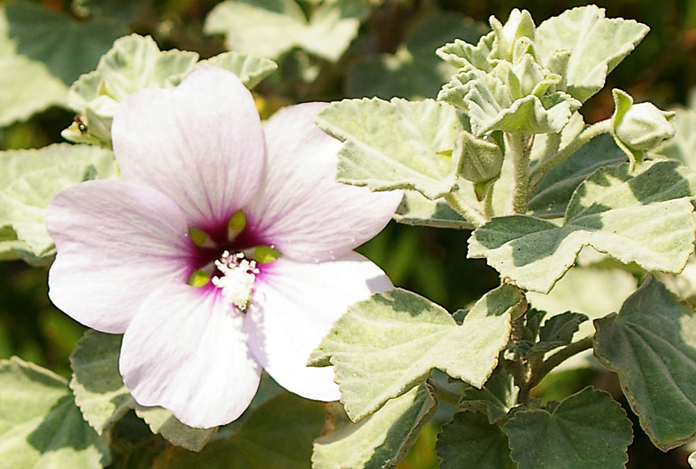 Malva subovata (=Lavatera maritima) / Malvone delle rupi , Natura ...