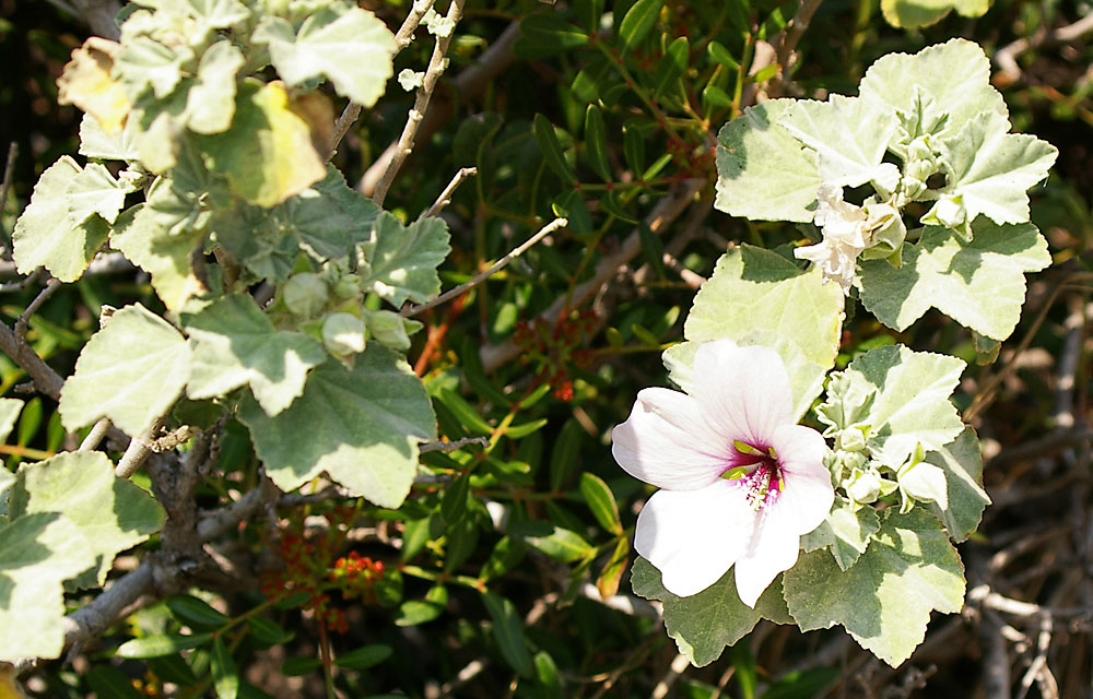 Malva subovata (=Lavatera maritima) / Malvone delle rupi , Natura ...
