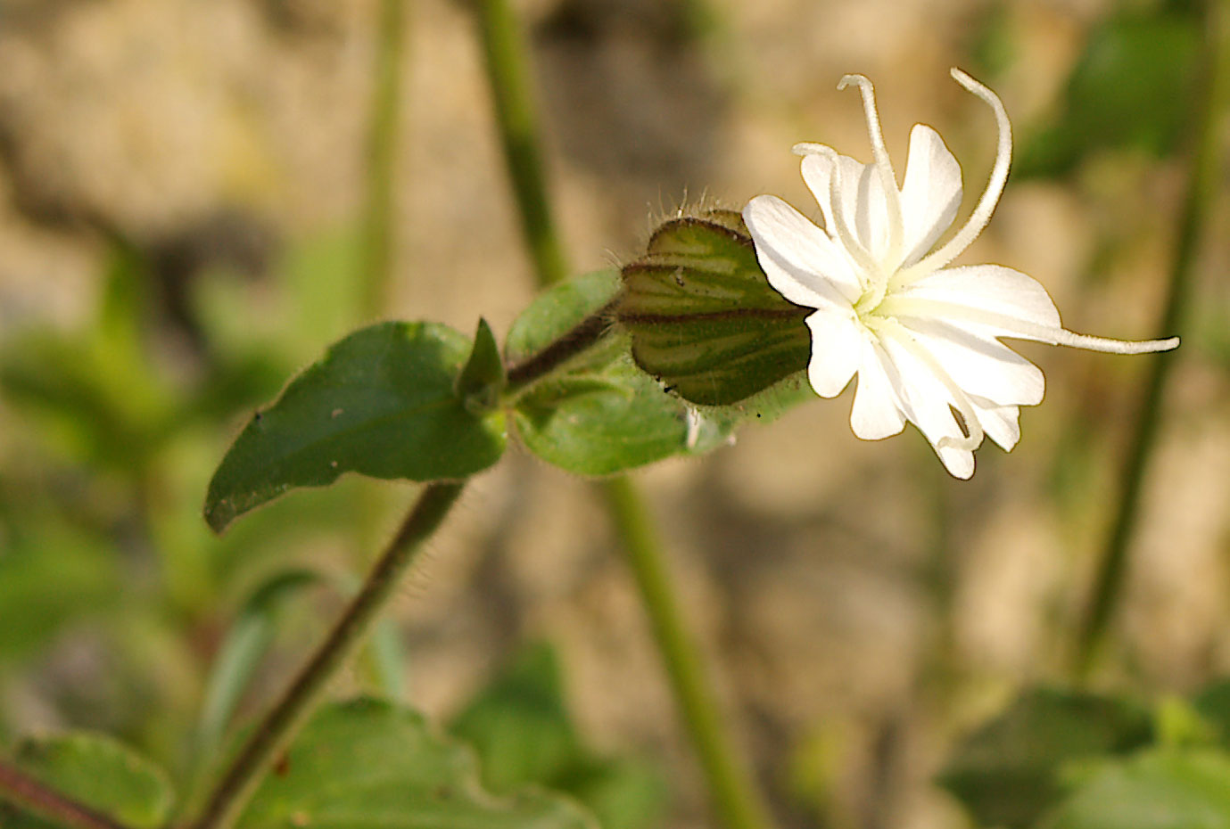 Silene latifolia (=Silene alba) / Silene bianca , Natura Mediterraneo ...