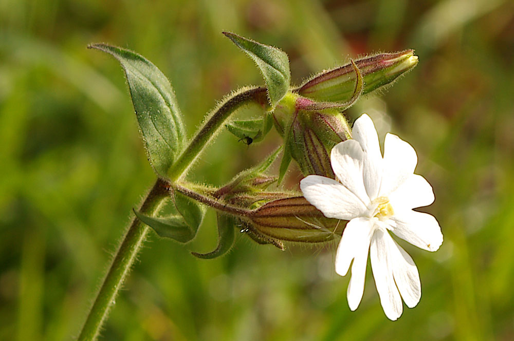 Silene latifolia (=Silene alba) / Silene bianca , Natura Mediterraneo ...