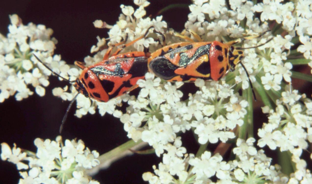 Eurydema ornata , Natura Mediterraneo | Forum Naturalistico