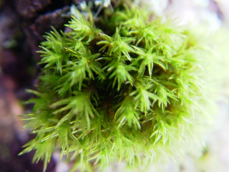 Muschio? , Natura Mediterraneo | Forum Naturalistico