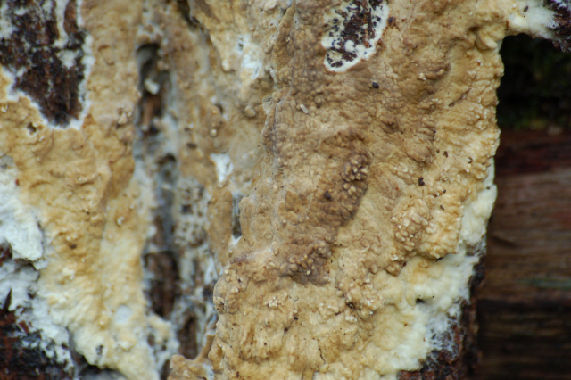 Coniophora puteana , Natura Mediterraneo | Forum Naturalistico