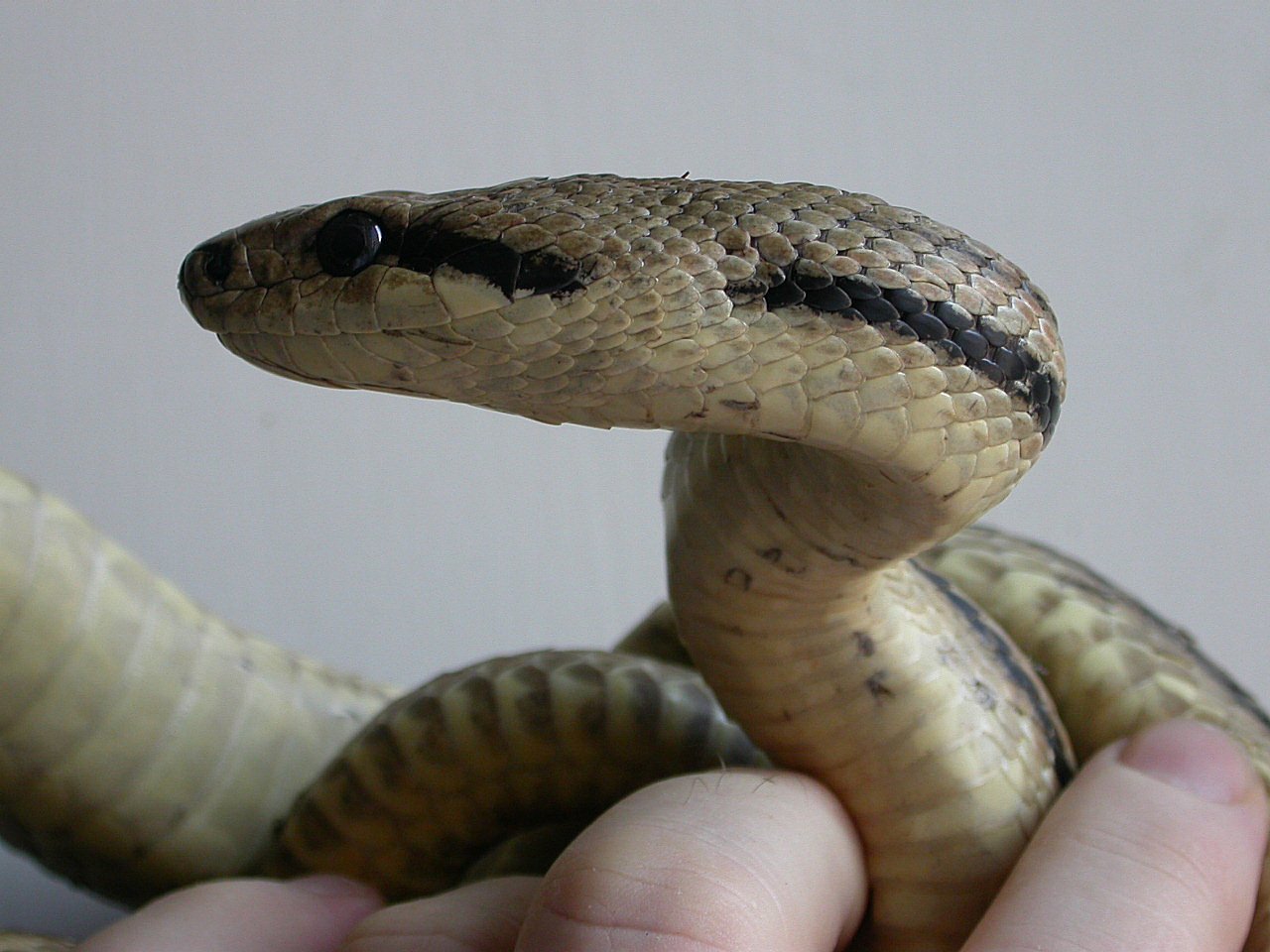 L'anno del cervone , Natura Mediterraneo | Forum Naturalistico