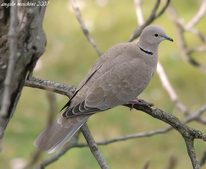 Tortora dal collare Streptopelia decaocto , Natura Mediterraneo | Forum ...