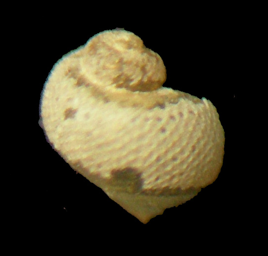 peracle reticulata? , Natura Mediterraneo | Forum Naturalistico