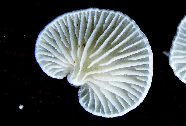 Cheimonophyllum candidissimum (Berk. & M.A. Curtis) Singer , Natura ...