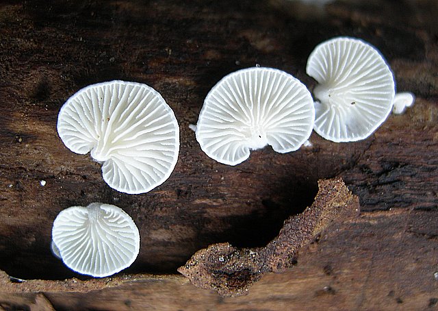 Cheimonophyllum candidissimum (Berk. & M.A. Curtis) Singer , Natura ...