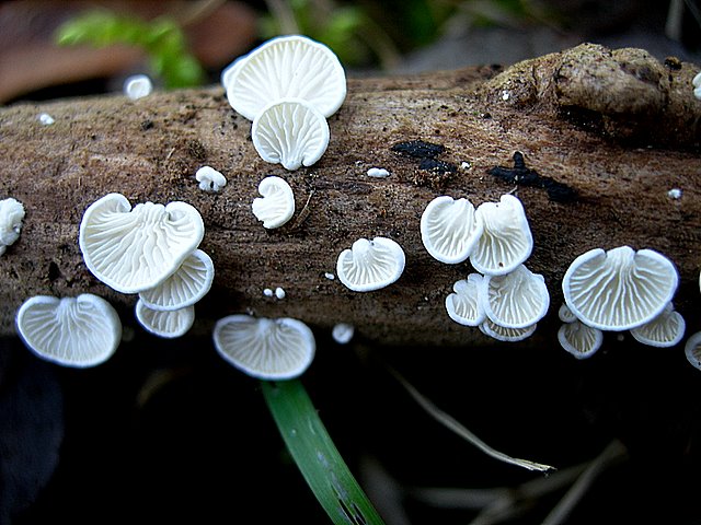 Cheimonophyllum candidissimum (Berk. & M.A. Curtis) Singer , Natura ...