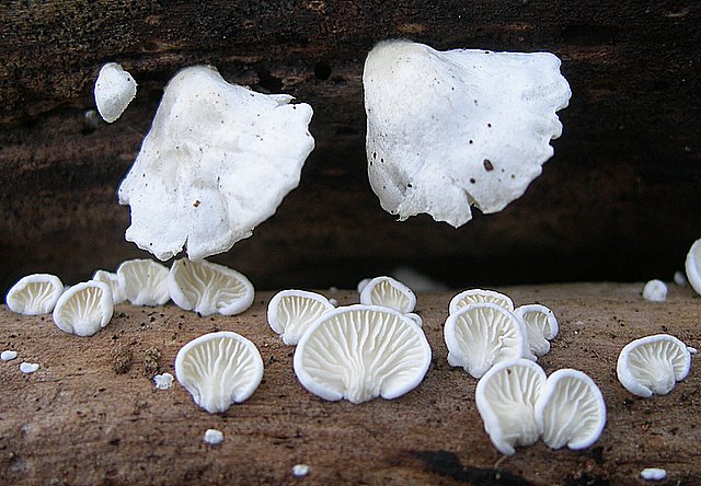 Cheimonophyllum candidissimum (Berk. & M.A. Curtis) Singer , Natura ...