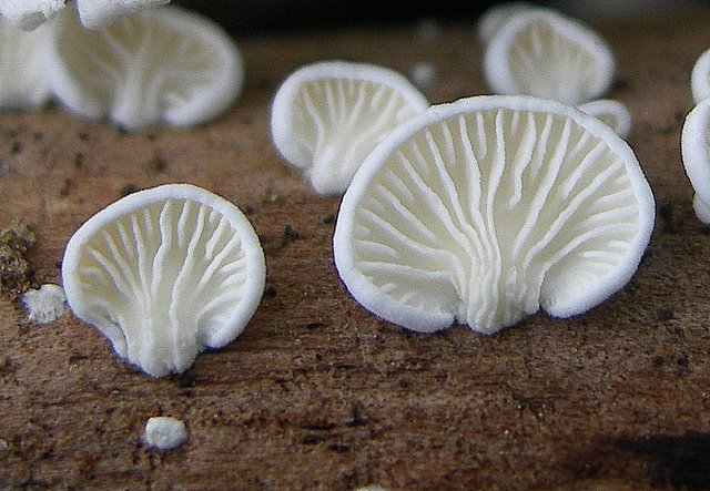 Cheimonophyllum candidissimum (Berk. & M.A. Curtis) Singer , Natura ...