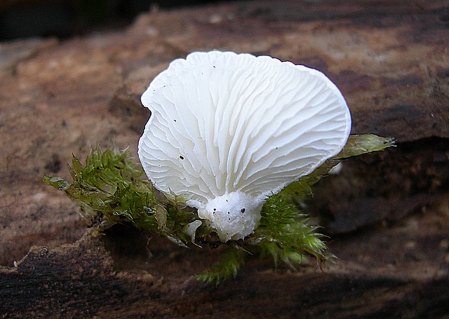 Cheimonophyllum candidissimum (Berk. & M.A. Curtis) Singer , Natura ...
