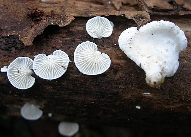 Cheimonophyllum candidissimum (Berk. & M.A. Curtis) Singer , Natura ...