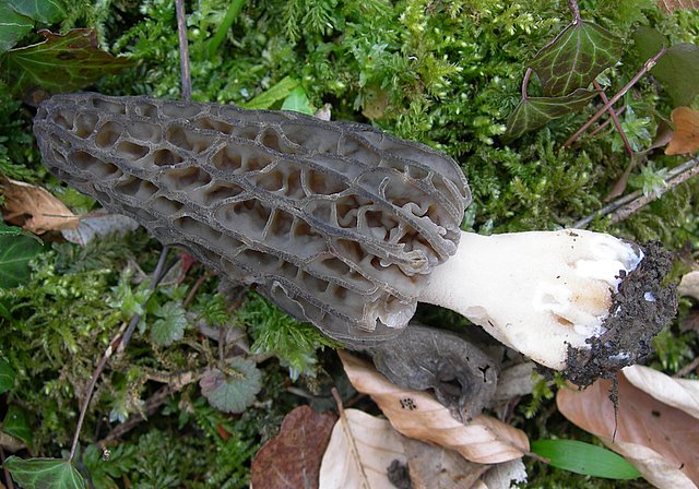 Il Tempo delle Morchelle , Natura Mediterraneo | Forum Naturalistico