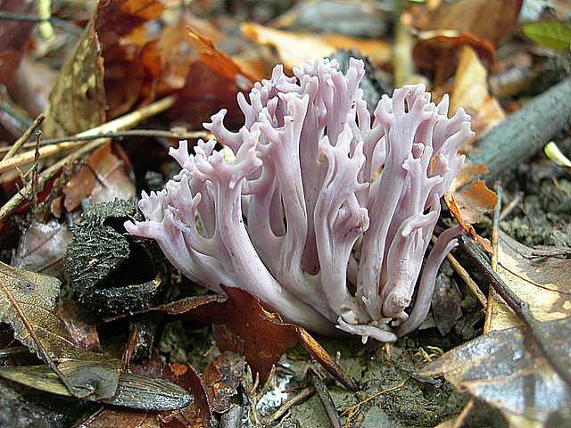 Clavaria zollingeri Lév. , Natura Mediterraneo | Forum Naturalistico