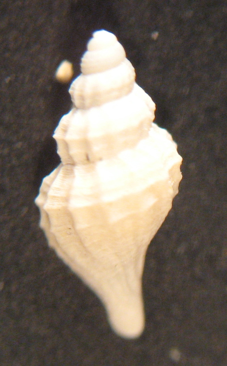 fusinus? , Natura Mediterraneo | Forum Naturalistico