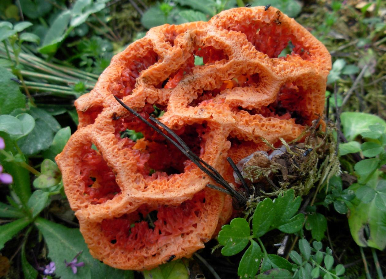 clathrus , Natura Mediterraneo | Forum Naturalistico
