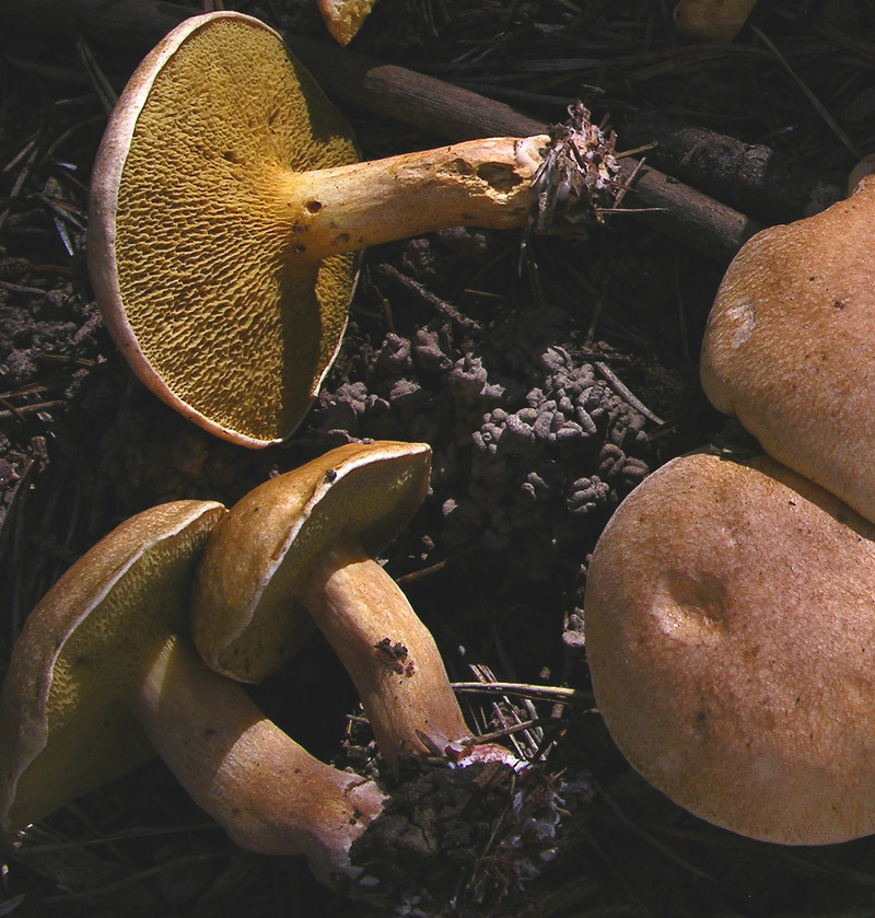 Boletales di oggi. , Natura Mediterraneo | Forum Naturalistico