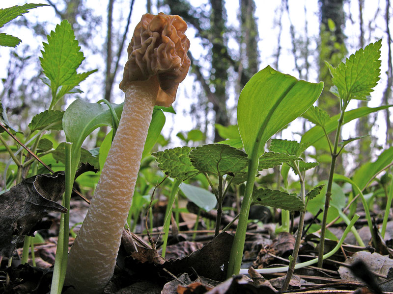05 aprile 2007 Verpa bohemica. , Natura Mediterraneo | Forum Naturalistico