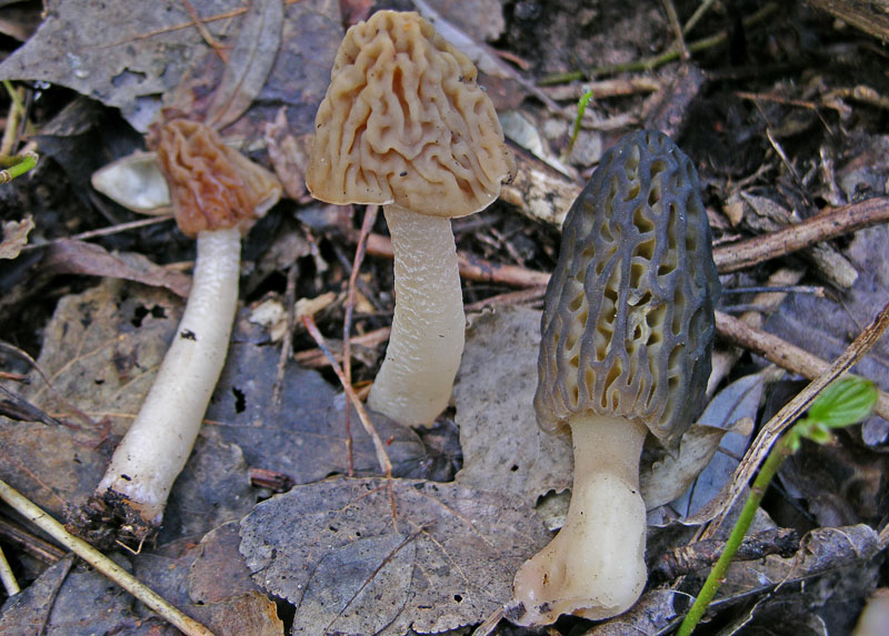 05 aprile 2007 Verpa bohemica. , Natura Mediterraneo | Forum Naturalistico