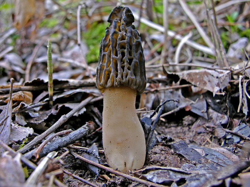 Giovedì 5 aprile Morchella sp. , Natura Mediterraneo | Forum Naturalistico
