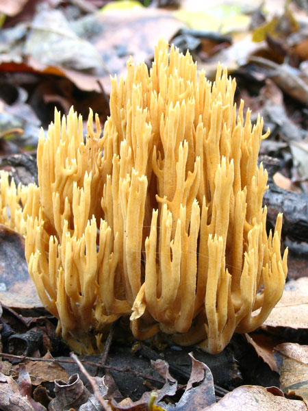 Fungo manina , Natura Mediterraneo | Forum Naturalistico