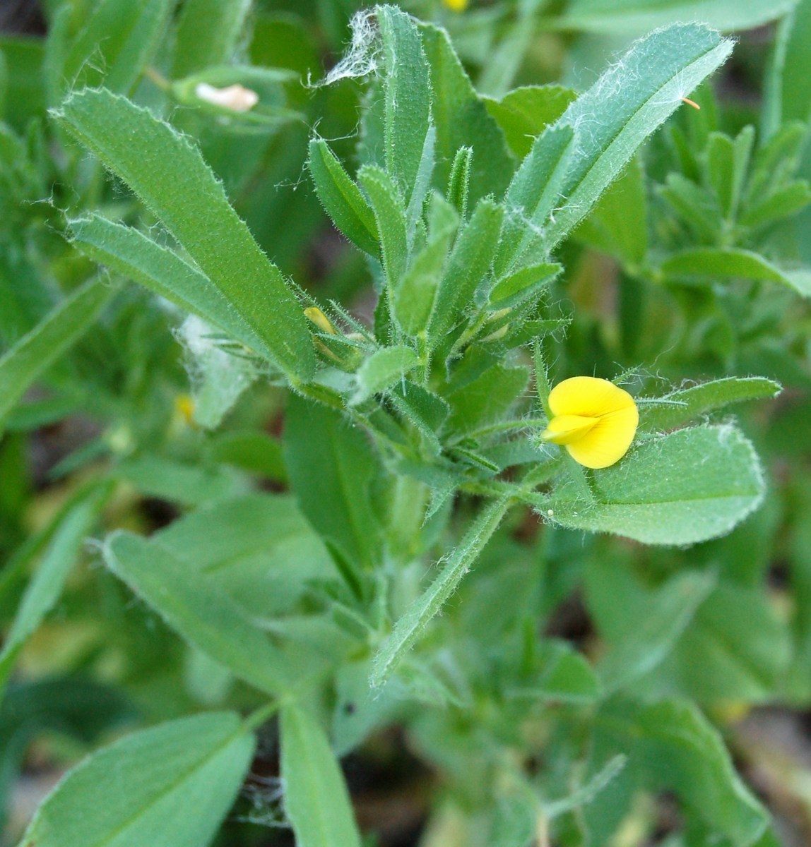Ononis spp. , Natura Mediterraneo | Forum Naturalistico