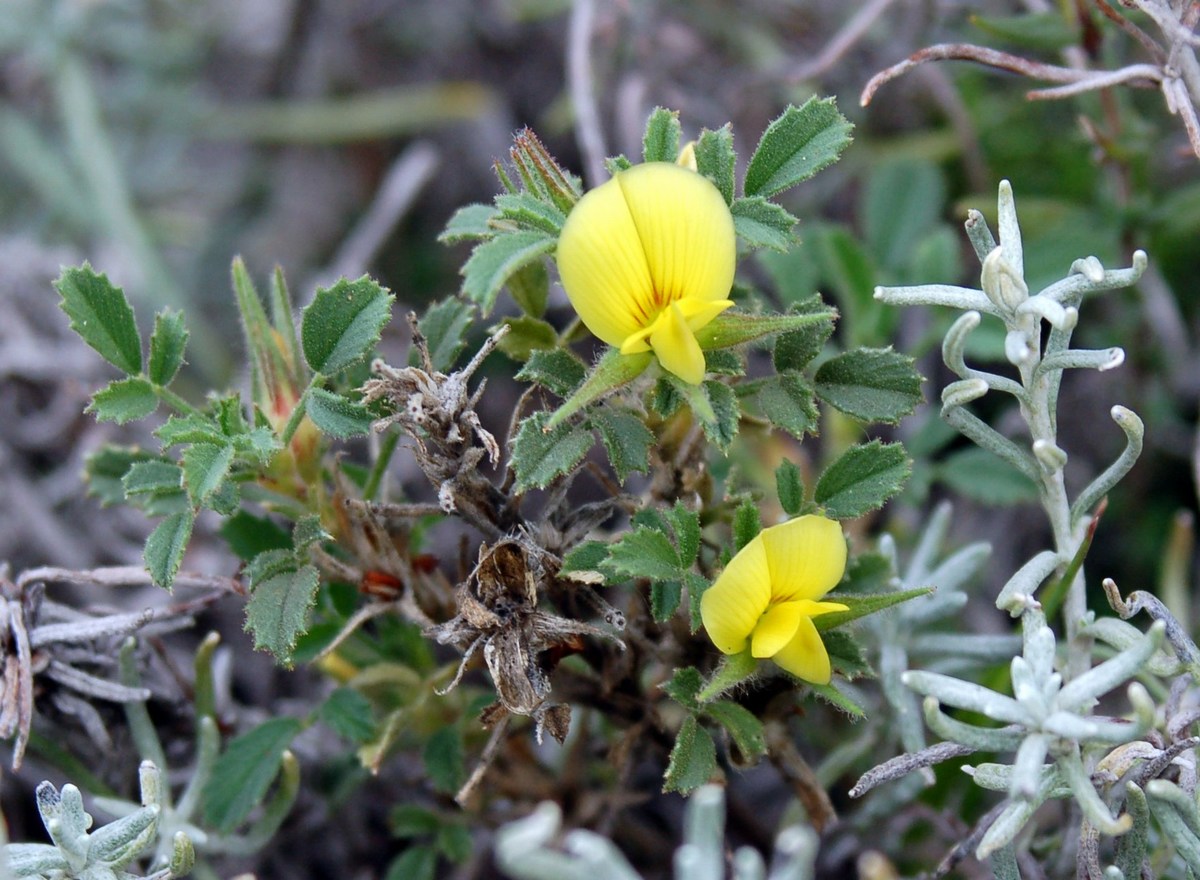 Ononis spp. , Natura Mediterraneo | Forum Naturalistico
