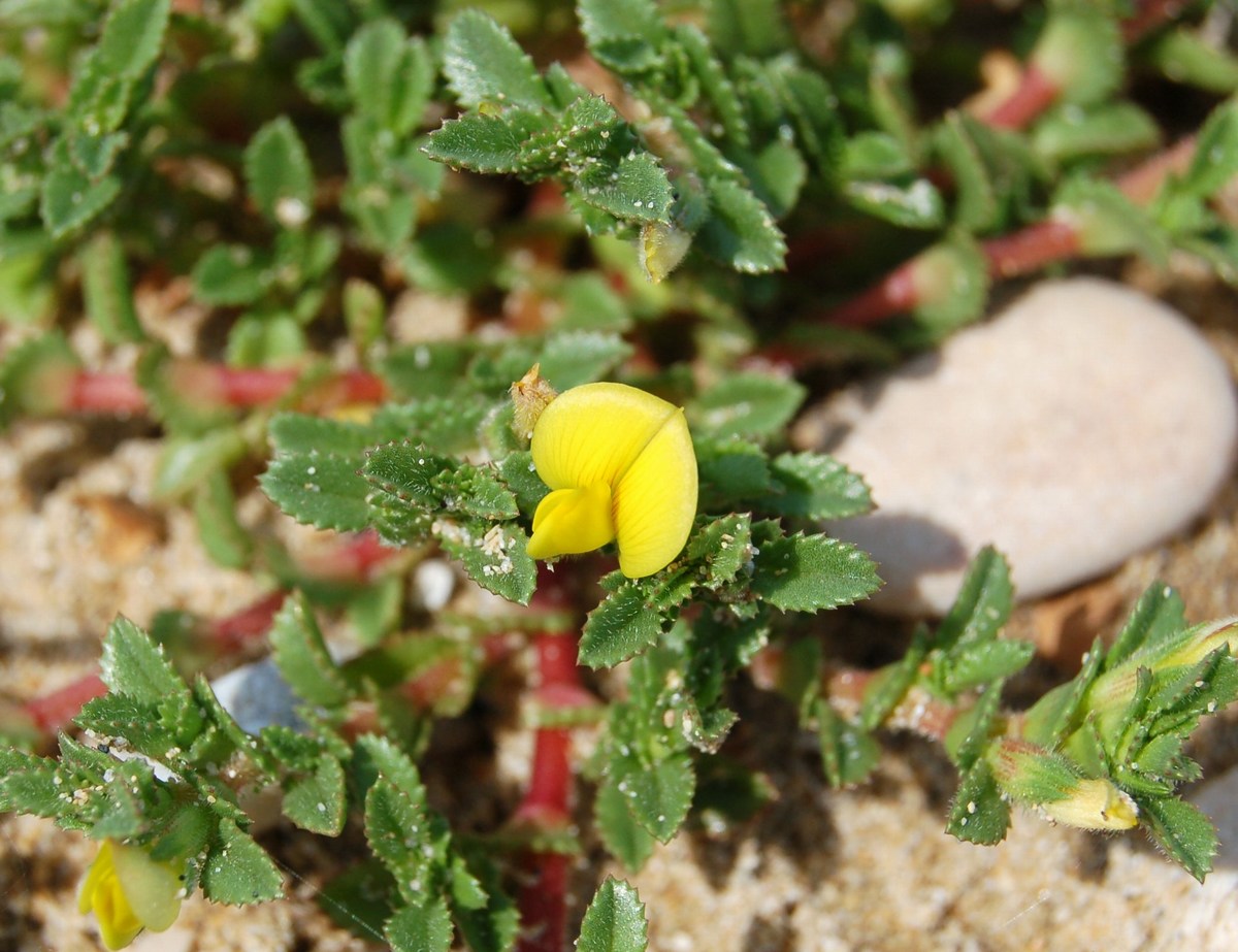 Ononis spp. , Natura Mediterraneo | Forum Naturalistico