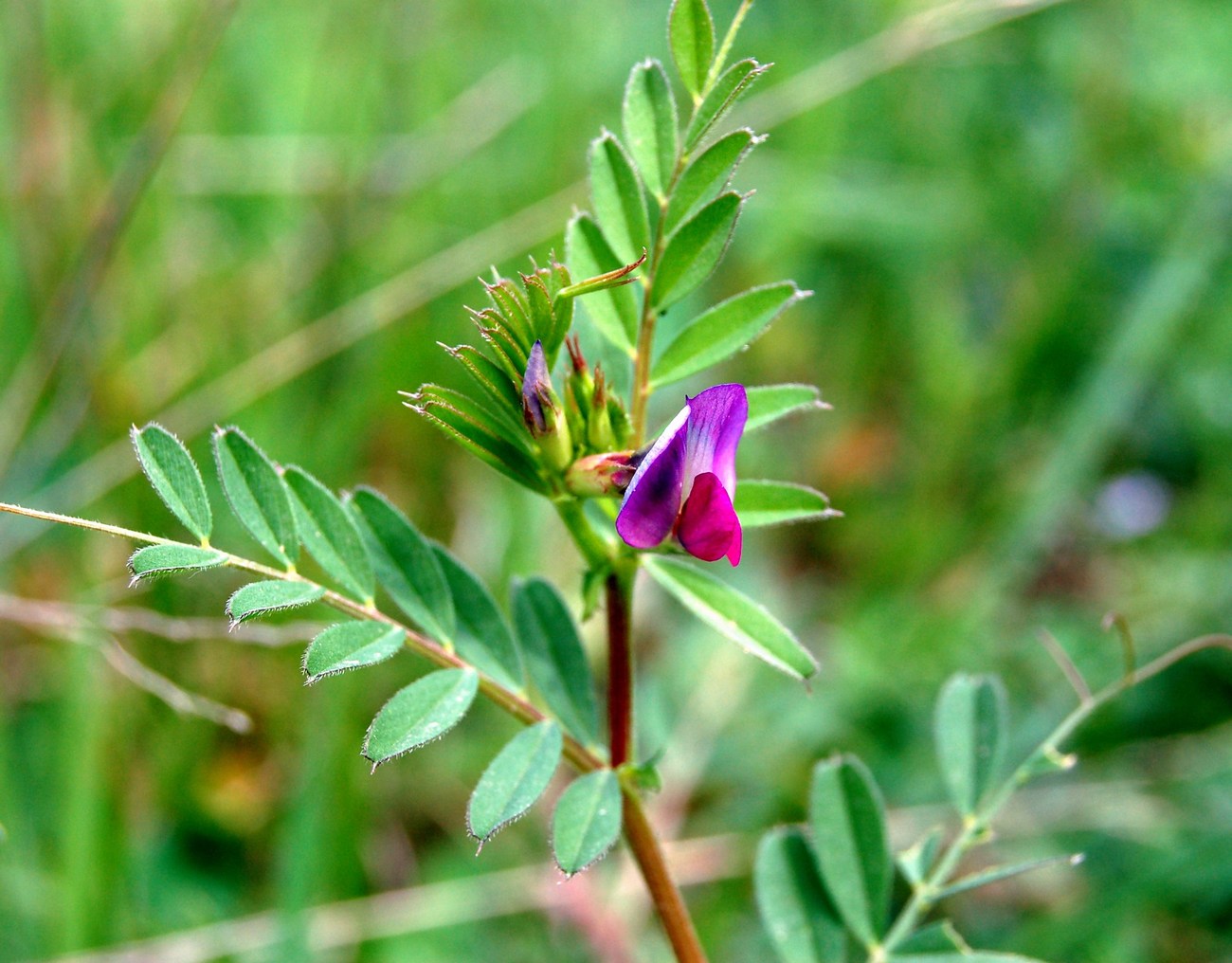 genere Vicia , Natura Mediterraneo | Forum Naturalistico