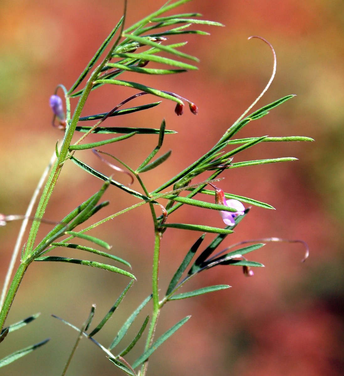 genere Vicia , Natura Mediterraneo | Forum Naturalistico