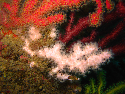 Alcyonium coralloides , Natura Mediterraneo | Forum Naturalistico