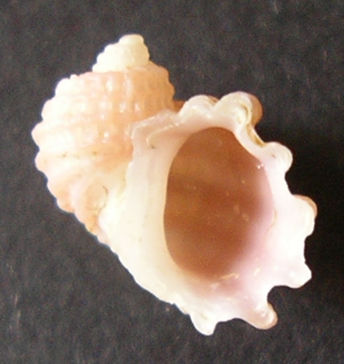 Clathrella clathrata , Natura Mediterraneo | Forum Naturalistico