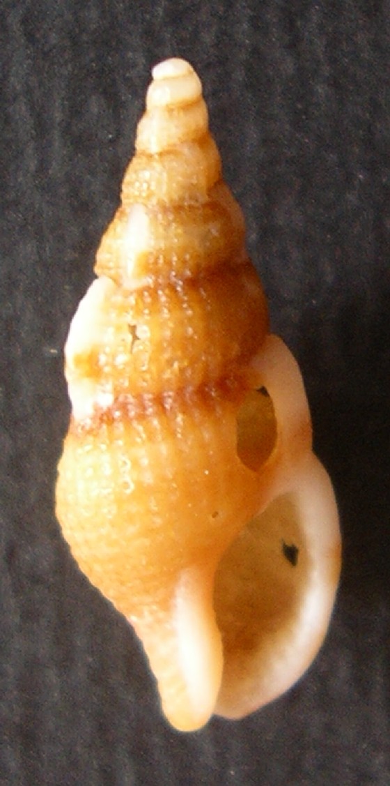 Colubraria reticulata , Natura Mediterraneo | Forum Naturalistico