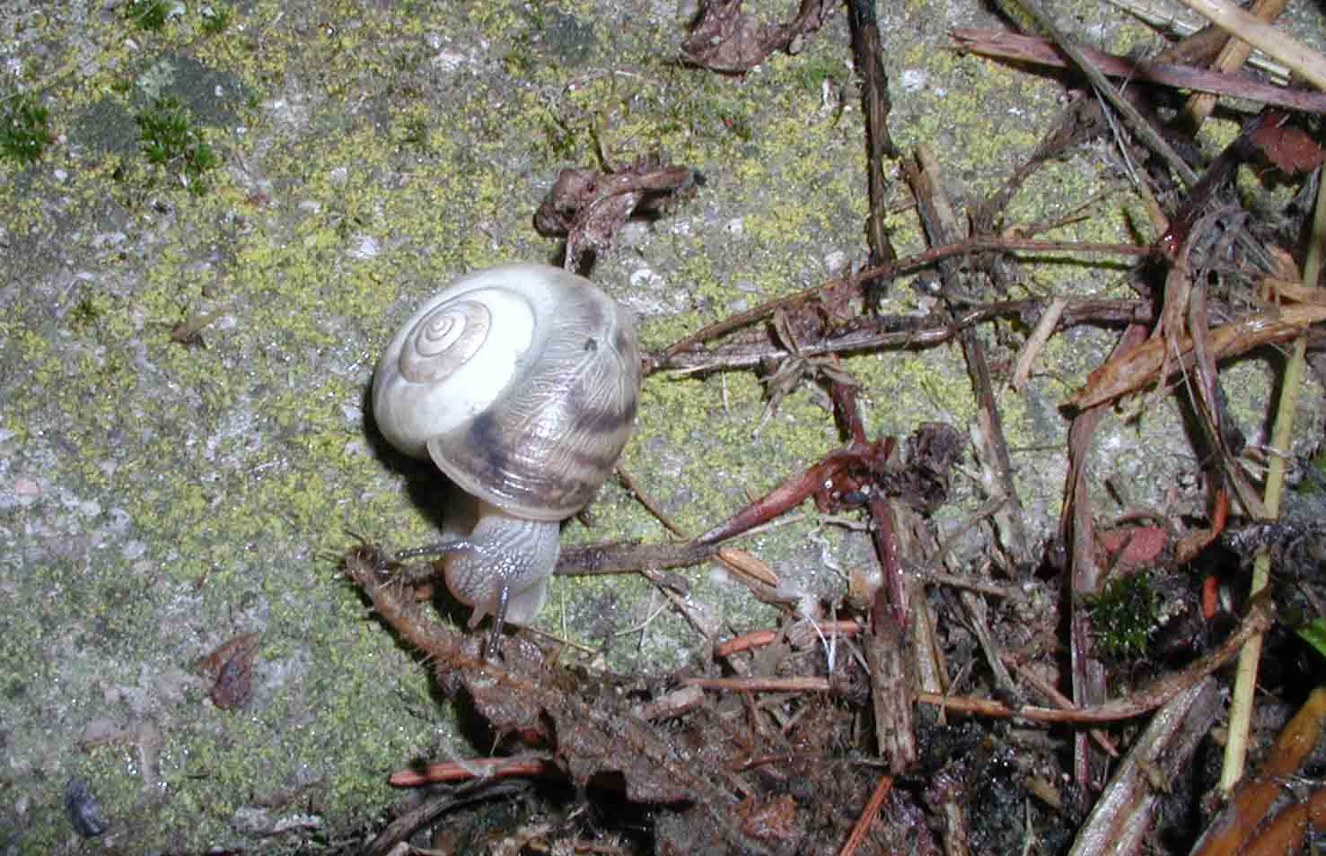 Monacha sp. , Natura Mediterraneo | Forum Naturalistico